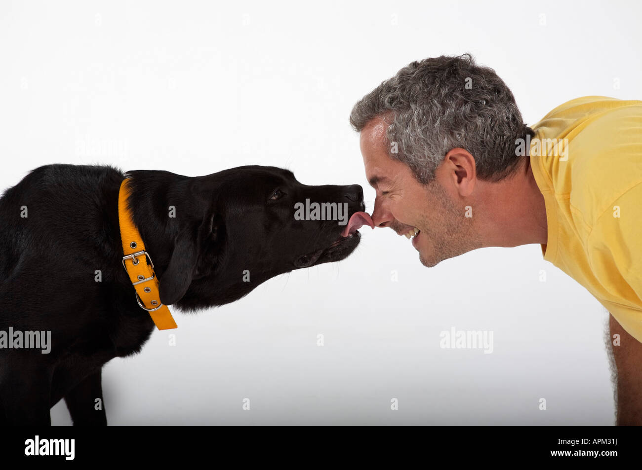 Owner playing with black Labrador dog Stock Photo - Alamy