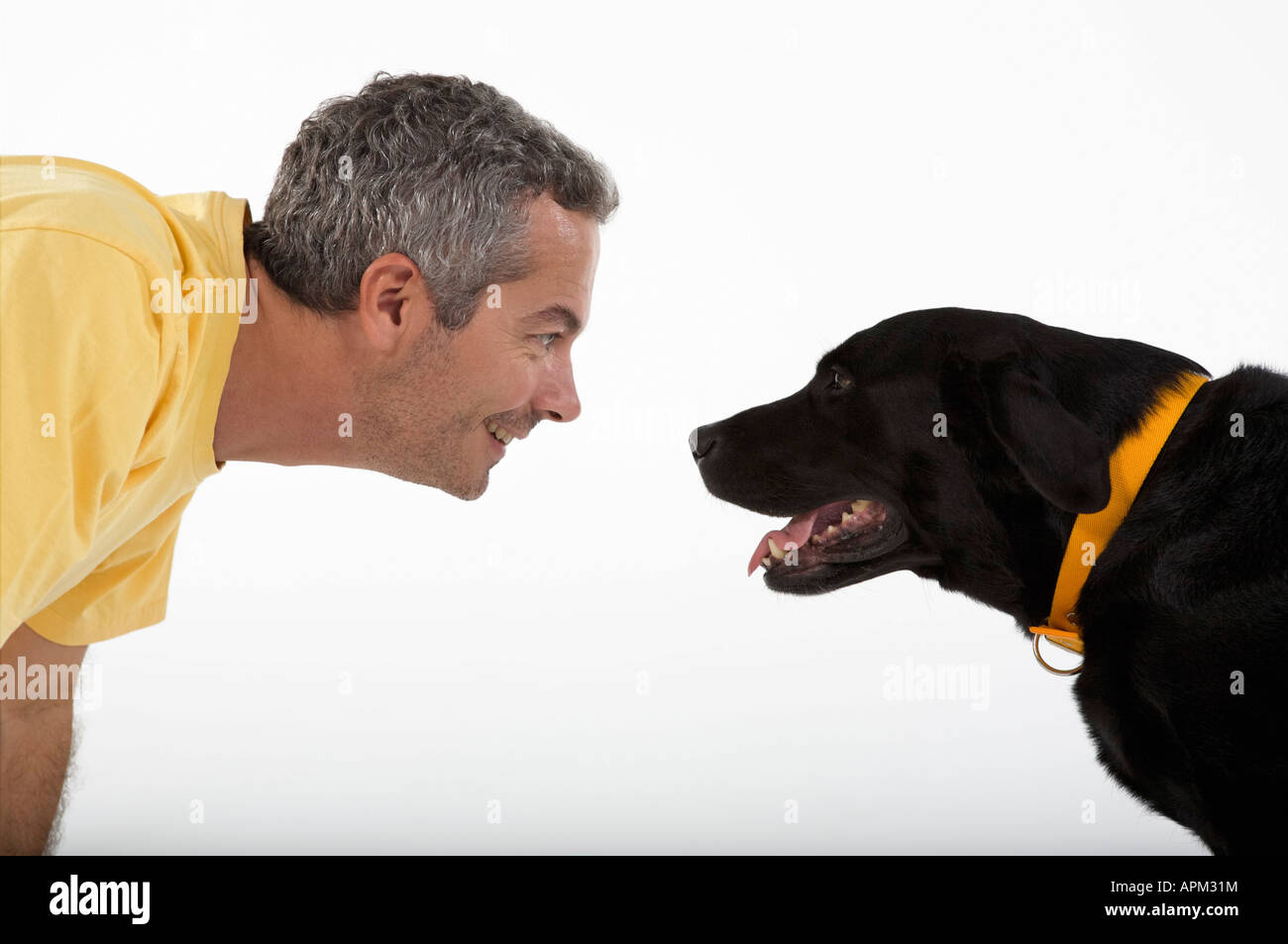 Owner playing with black Labrador dog Stock Photo - Alamy