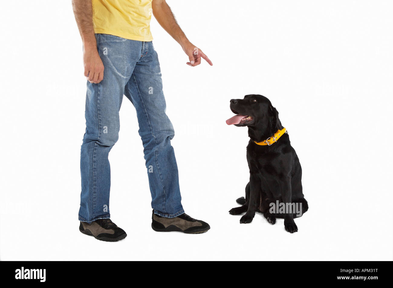 Owner educating dog Stock Photo - Alamy