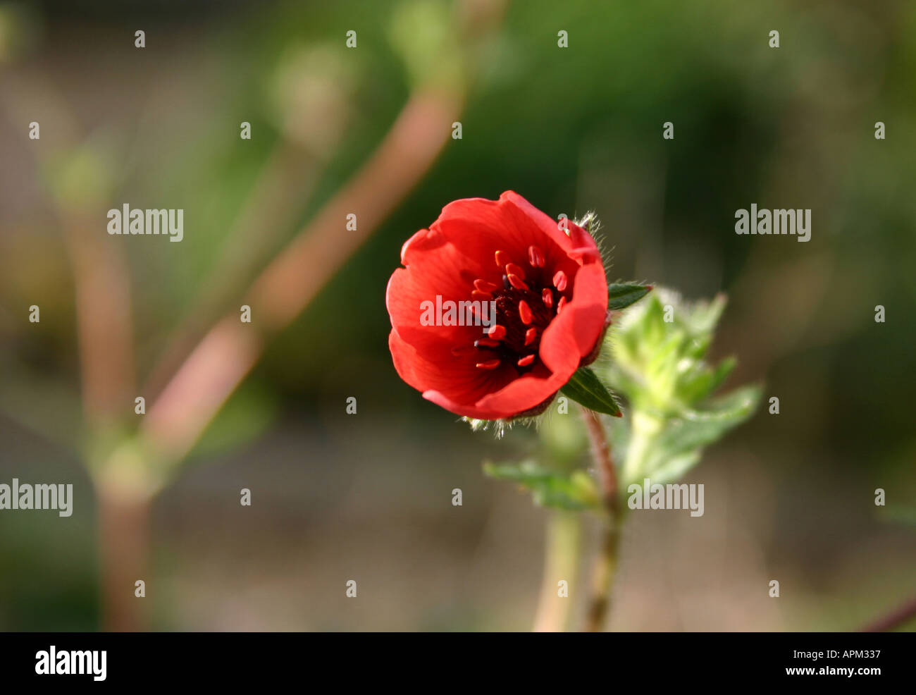 Small red flower in profile Stock Photo - Alamy