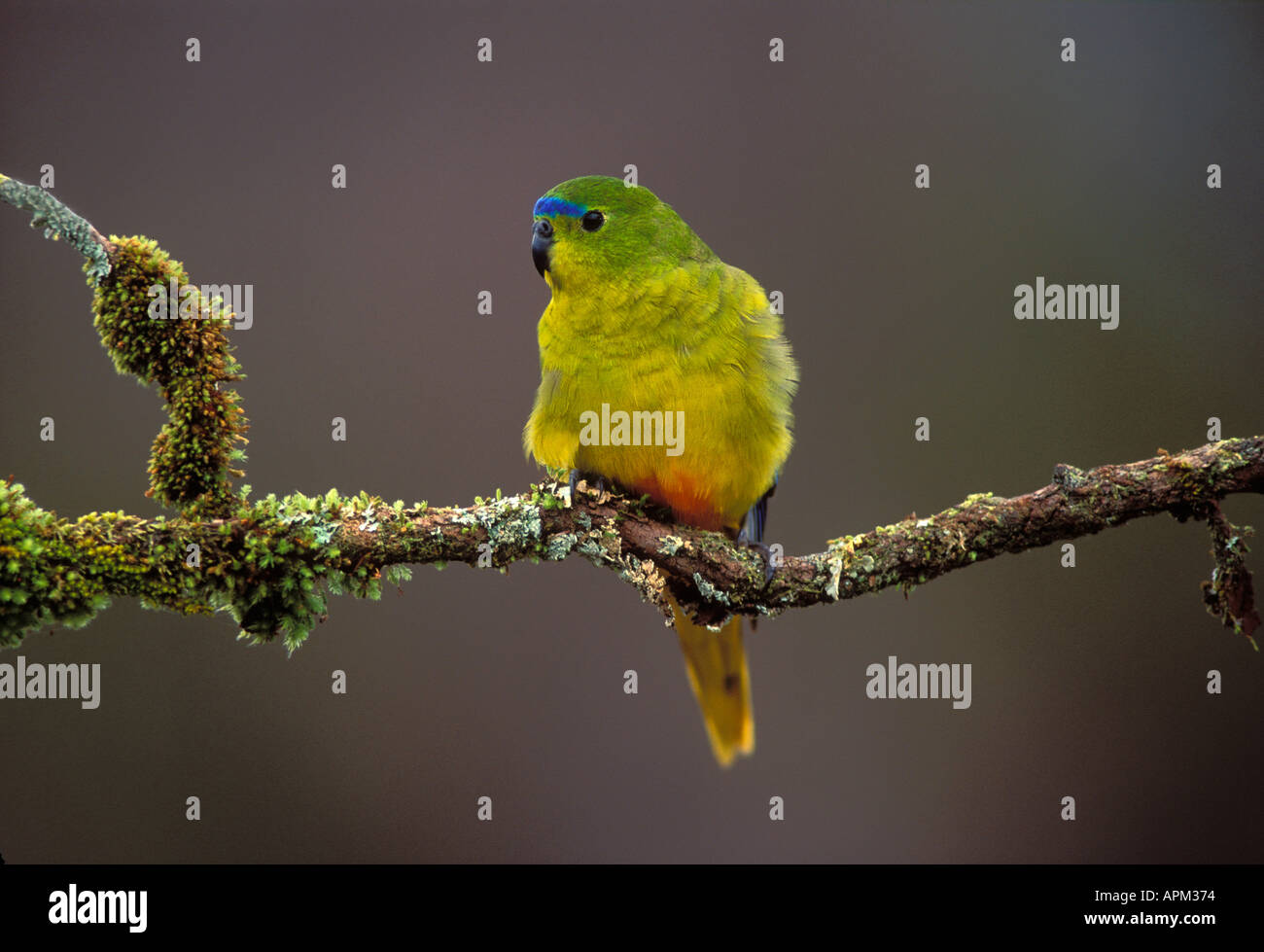 Orange bellied parrots tasmania hi-res stock photography and images - Alamy