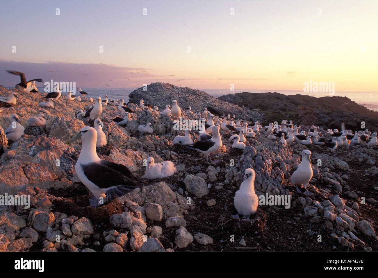 The bass strait tasmania hi-res stock photography and images - Alamy