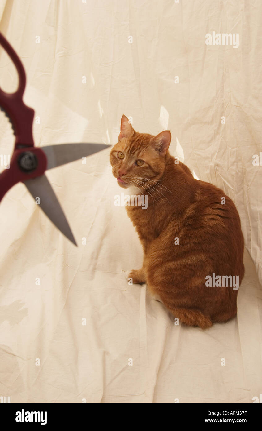 CAT LOOKING AT SCISSOR Stock Photo - Alamy