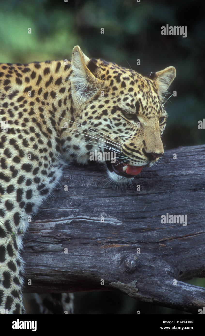 Leopard Panthera pardus in tree Stock Photo - Alamy