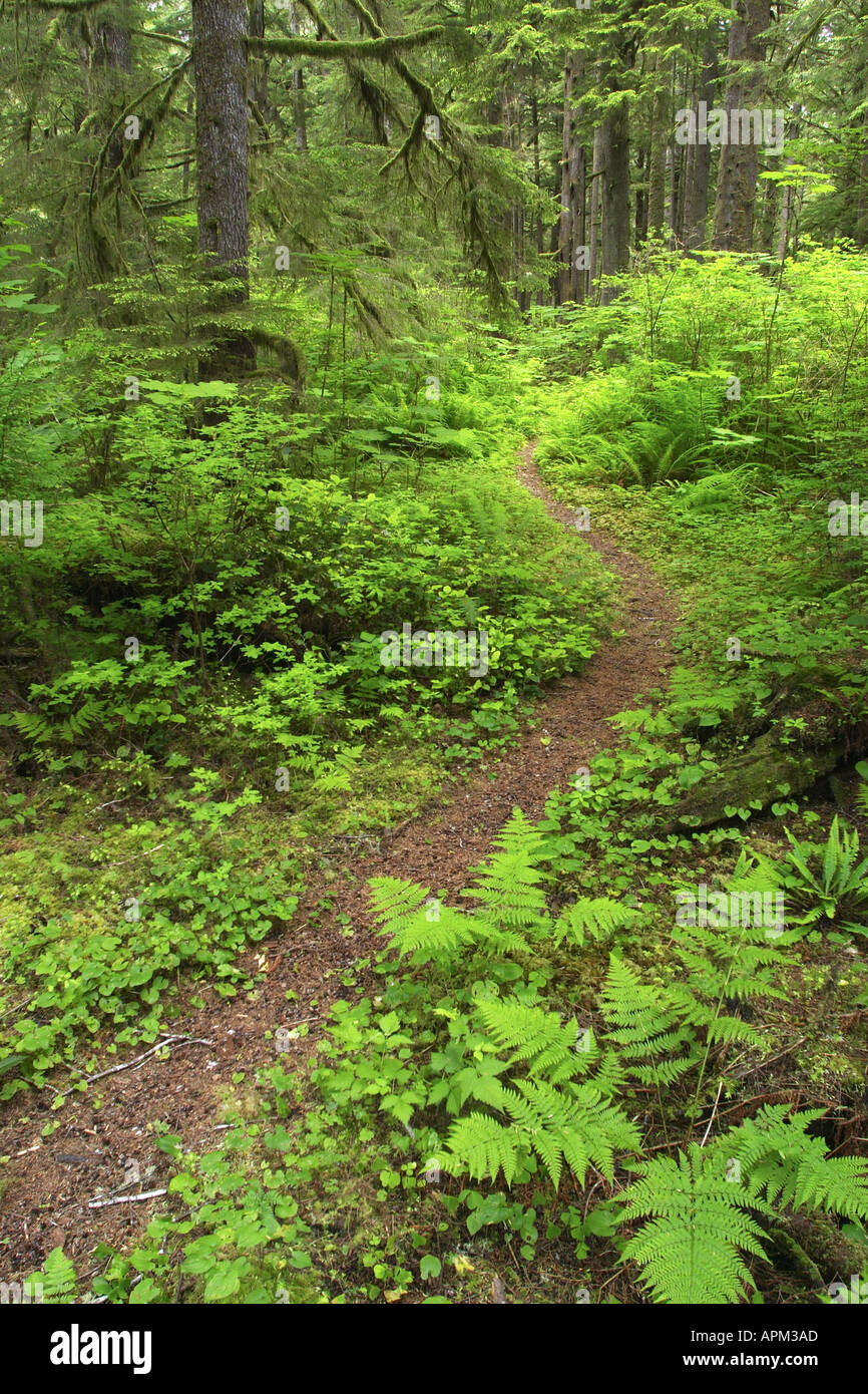 Trail through old grown forest Mora Campground Olympic National Park ...