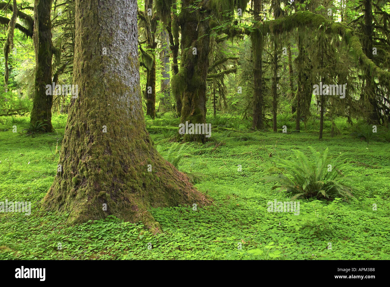 Temperate old growth rain forest Hoh Rain Forest Olympic National Park ...