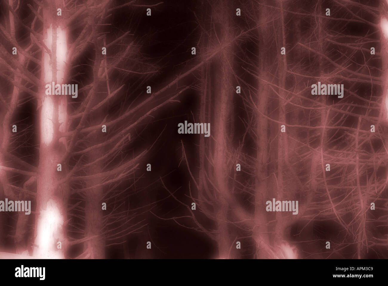 Red dead trees on Mora Beach Olympic National Park Olympic Peninsula ...