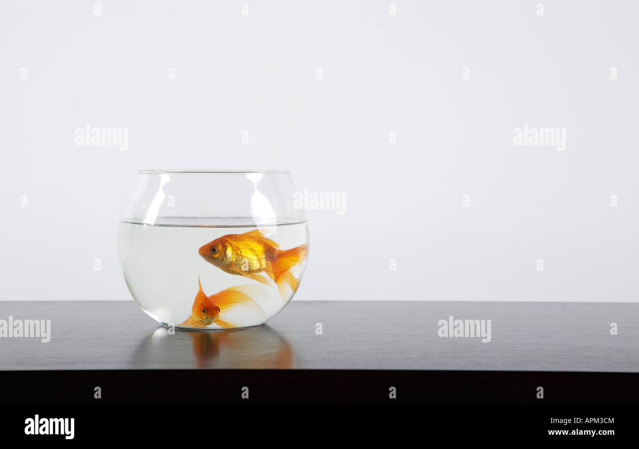 Pets bowl hi-res stock photography and images - Alamy