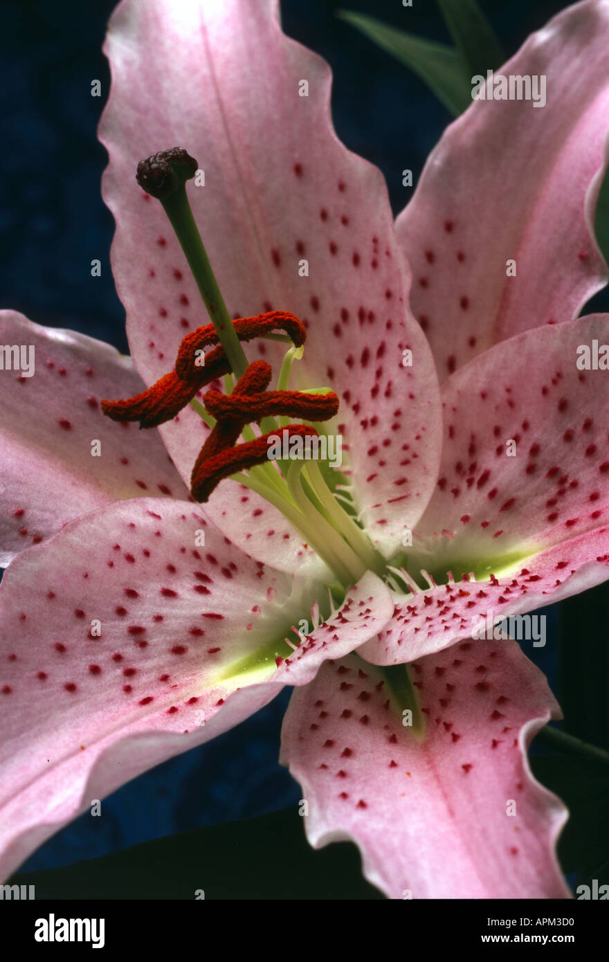 Star Gazer lily Stock Photo - Alamy Star Gazer lily Stock Photo - Alamy
