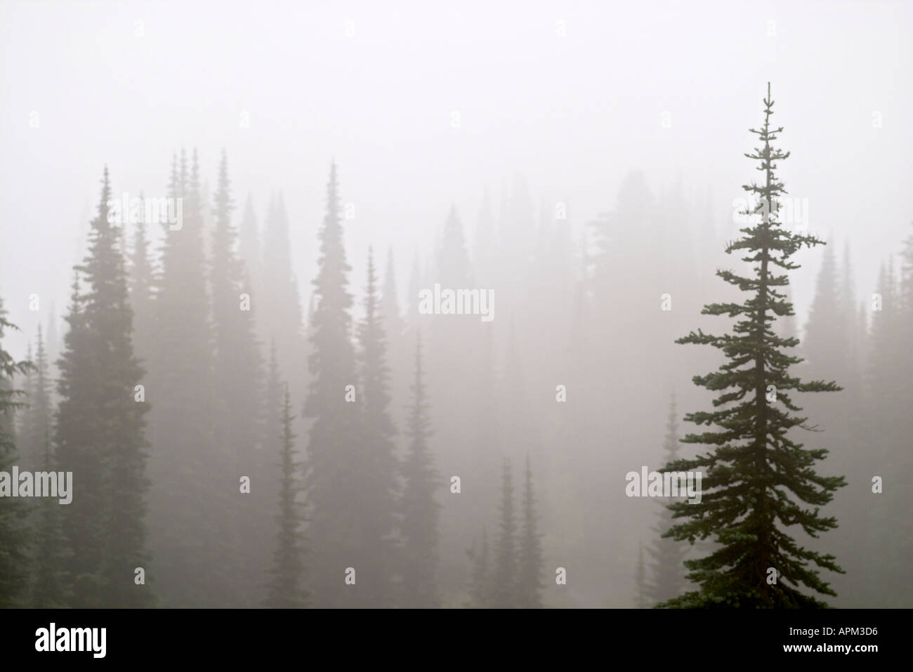 Trees silhouetted in fog Paradise Meadows Mount Rainier National Park ...