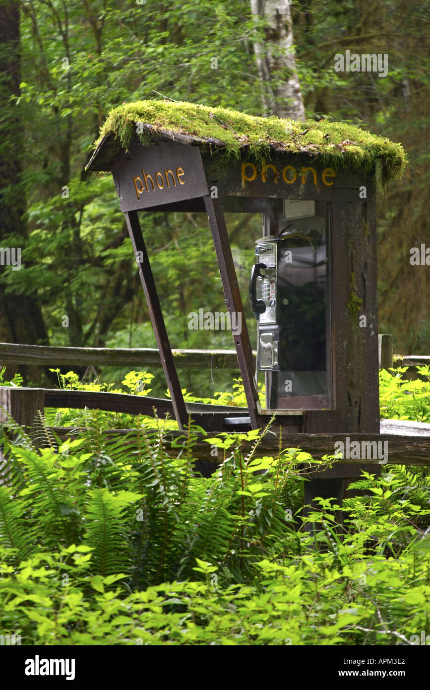 Moss coverred telephone booth Hoh Rain Forest Visitor Center Olympic ...