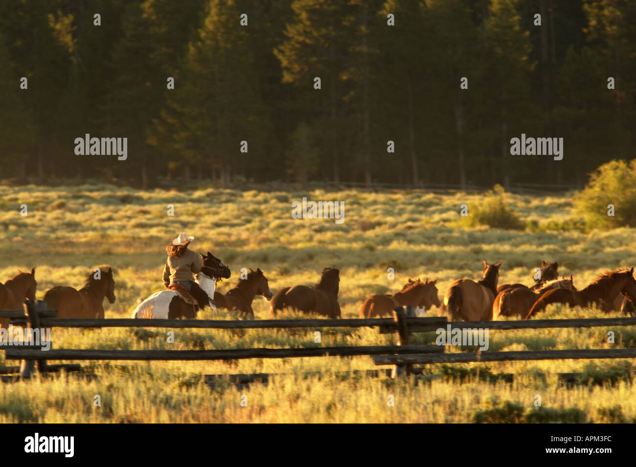 Cowboy rounding up horses hi-res stock photography and images - Alamy