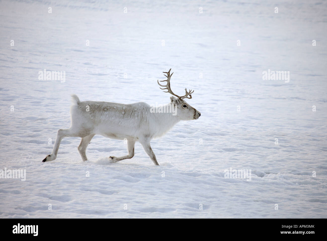 Reindeer (Rangifer tarandus) trotting through snow Stock Photo - Alamy