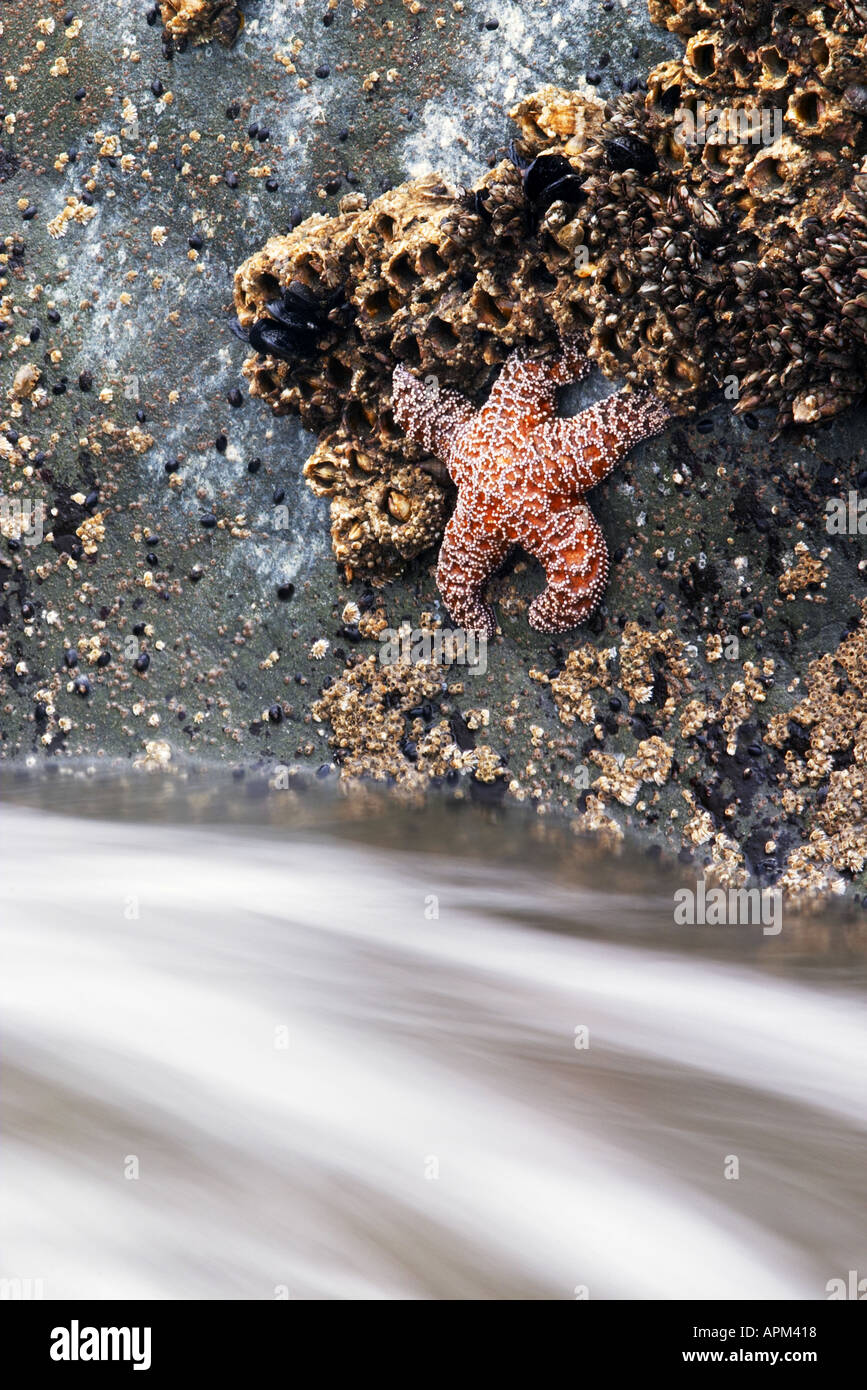 Ochre Sea Star on rock above rushing sea water Mora Beach Olympic ...