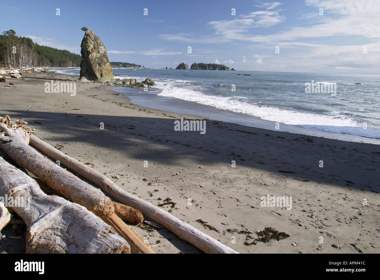 Driftwood on Mora Beach Olympic National Park Olympic Peninsula Clallam ...