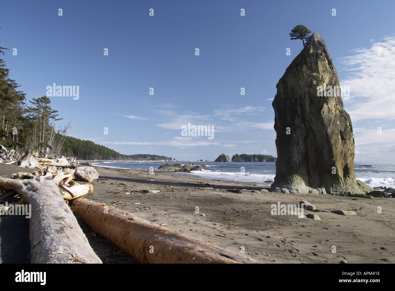 Driftwood on Mora Beach Olympic National Park Olympic Peninsula Clallam ...