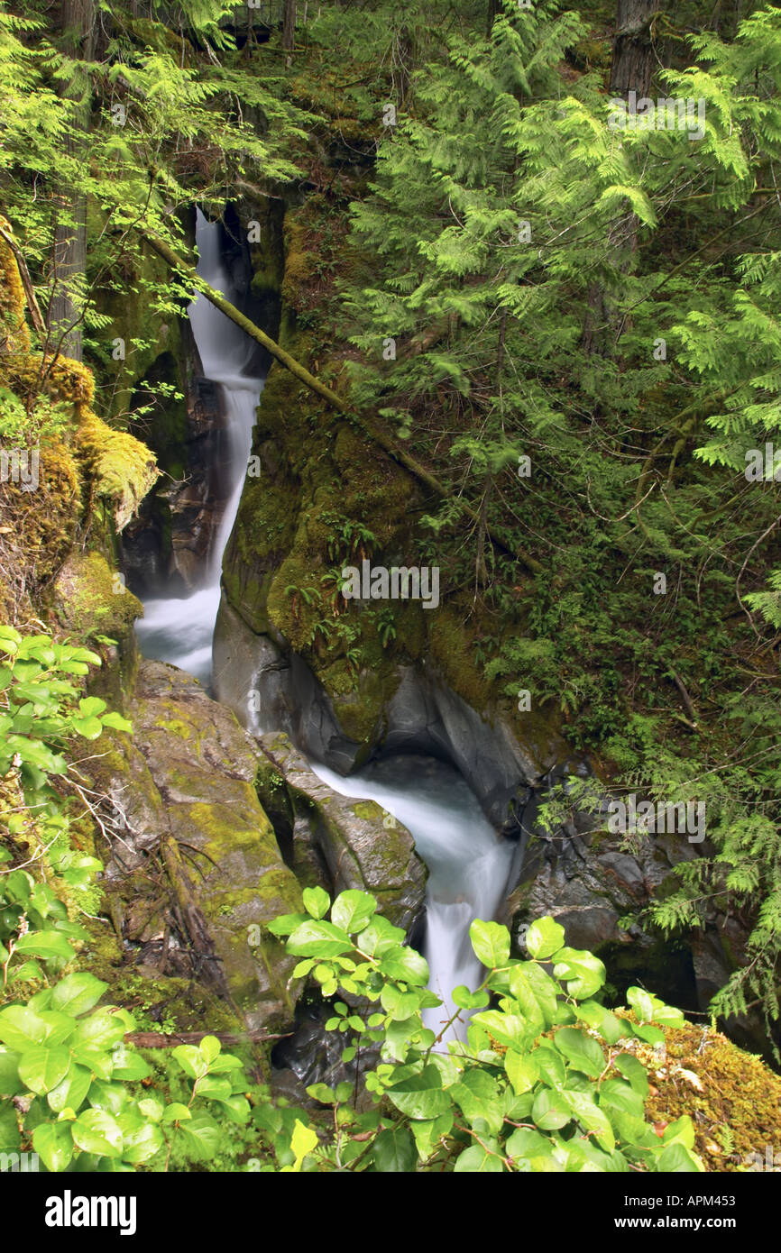 Ladder Creek Falls Newhalem Seattle City Light Company Ross Lake ...