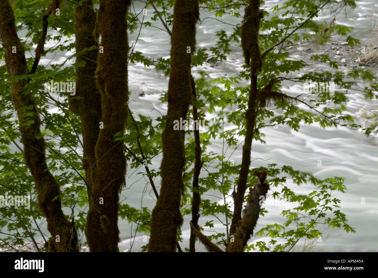 The Elwha River flowing behind big leaf maple trees Olympic National ...