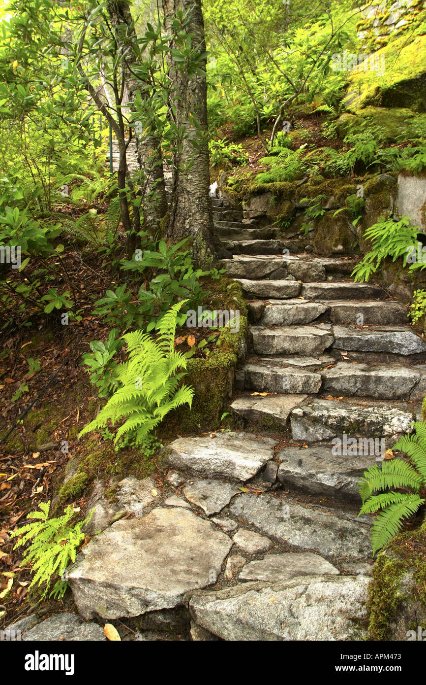 Stone stairs climbing through trees and ferns Ladder Creek Falls Trail ...