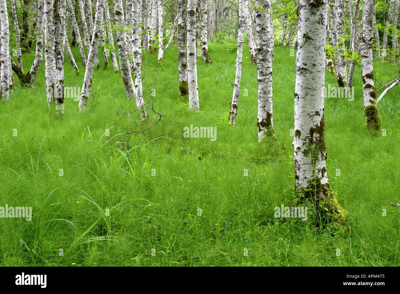 Tree trunks rising from floor of Common Horsetail Elwha Trail Elwha ...