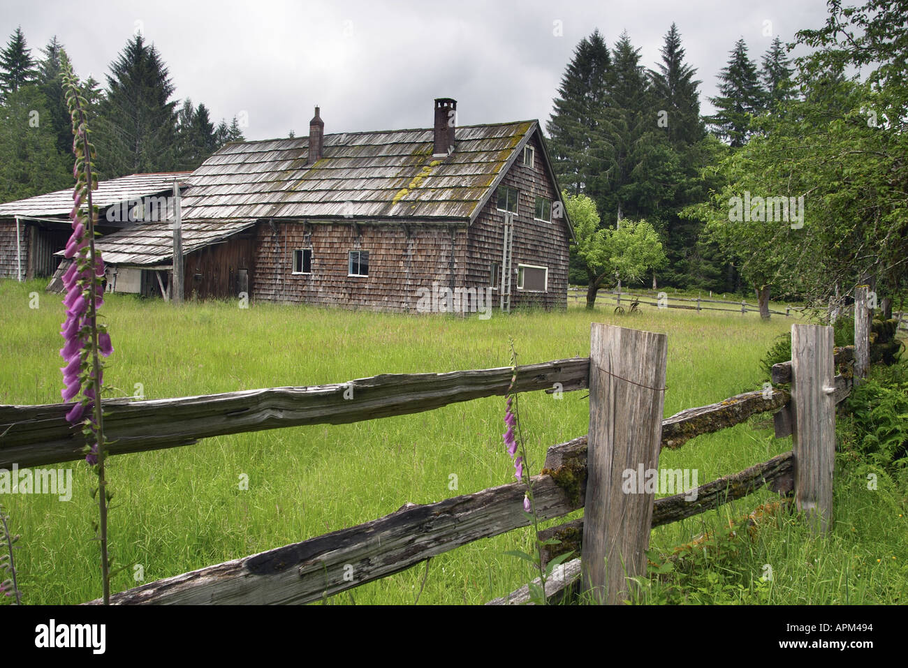 Kestner Higley Homestead Maple Glade Rain Forest Trail Quinault Rain ...
