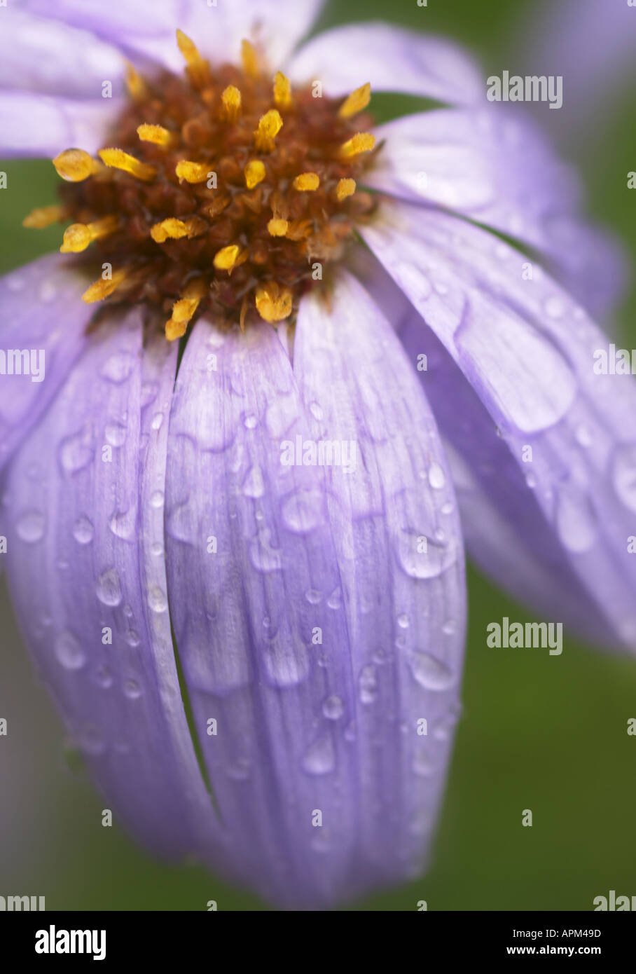 Subalpine Daisy Erigeron Peregrinus High Resolution Stock Photography ...