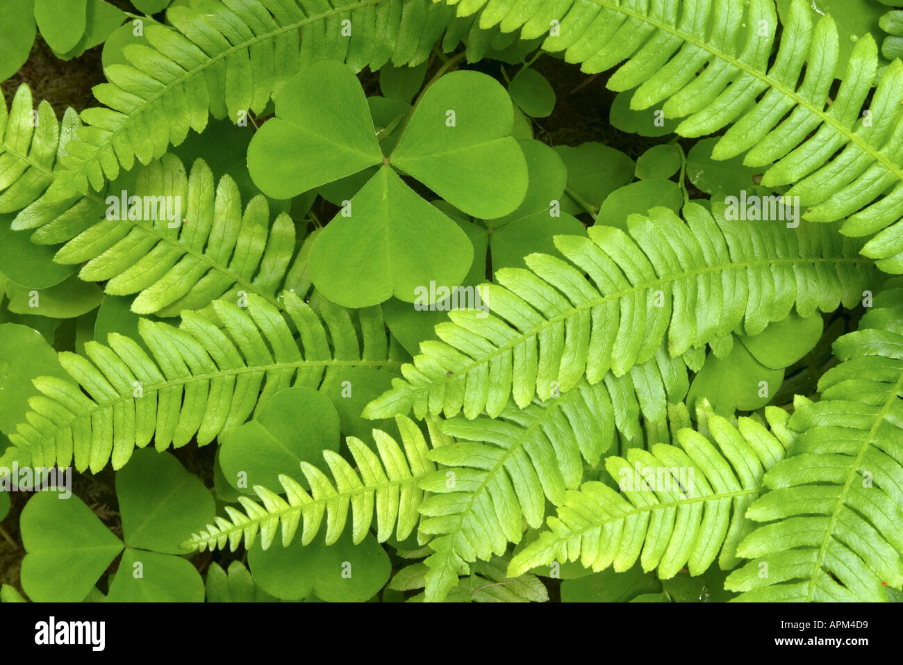 Ferns and clover Hall of Mosses Trail Hoh Rain Forest Olympic National ...