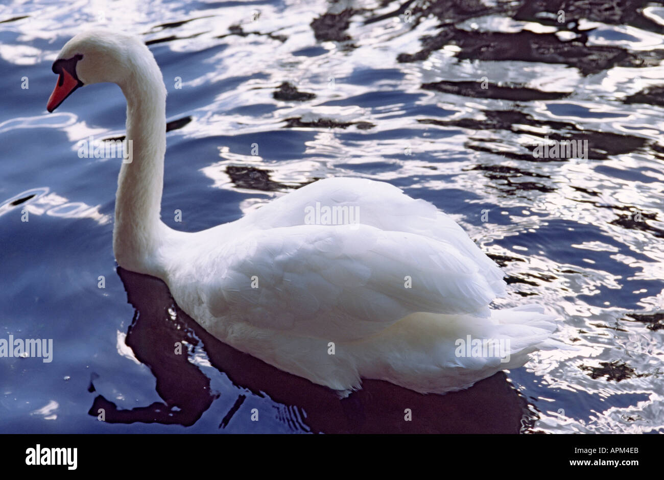 Single Adult Swan on Water Stock Photo - Alamy
