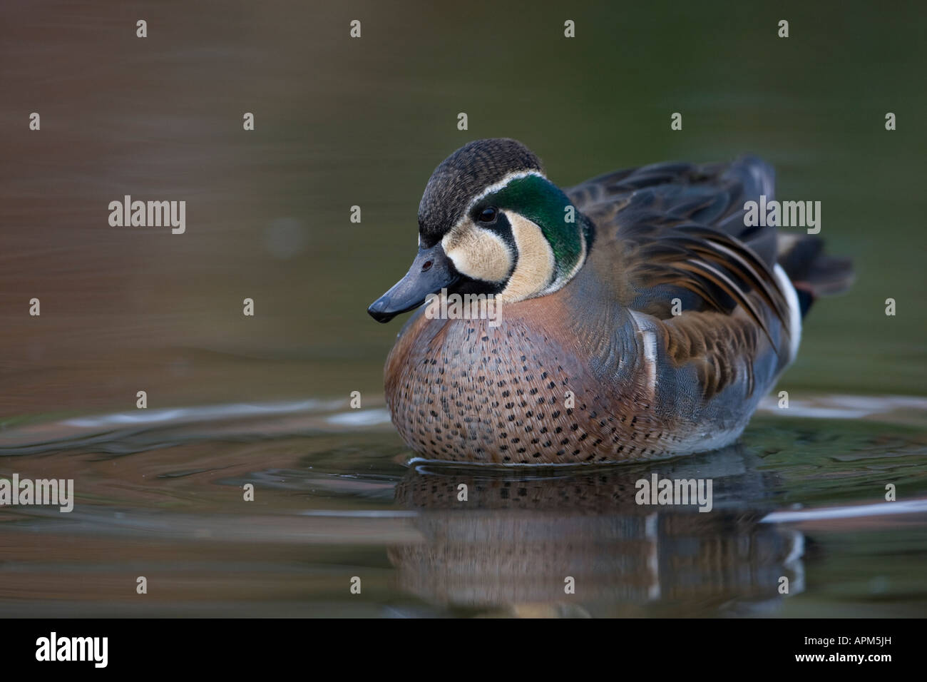 Baikal Teal Anas formosa Stock Photo - Alamy