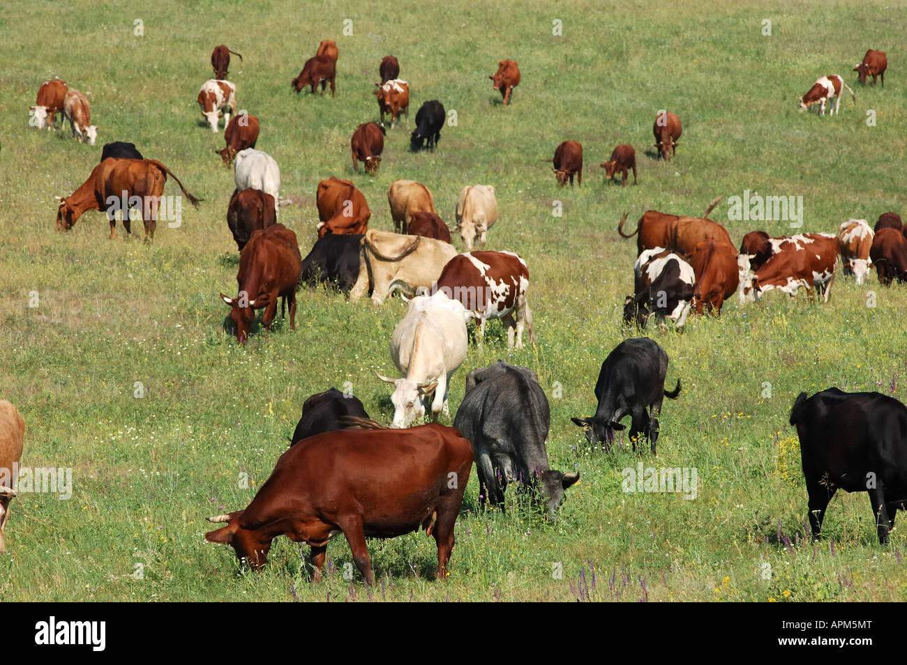 cow herd Stock Photo - Alamy