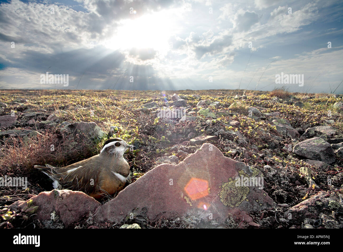 Dotterel nest hi-res stock photography and images - Alamy