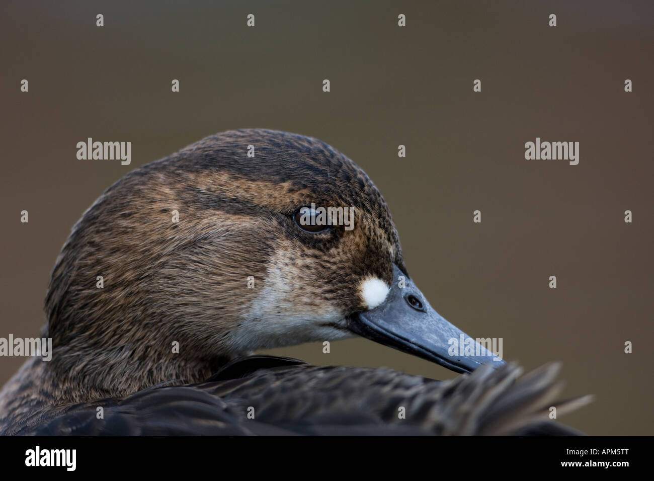 Baikal teal hi-res stock photography and images - Alamy