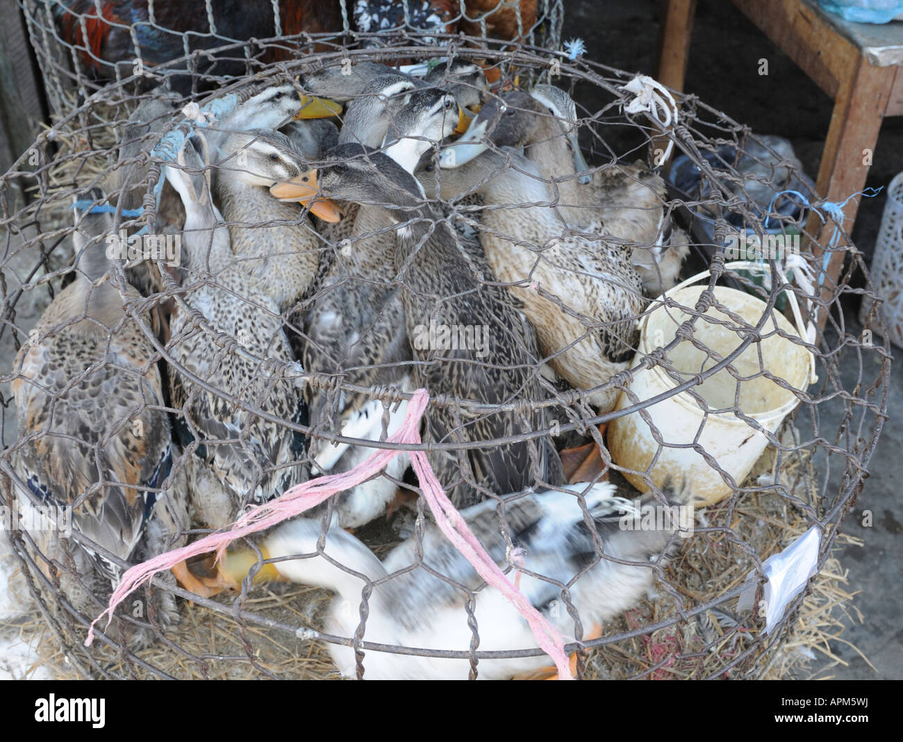 Wire duck hi-res stock photography and images - Alamy