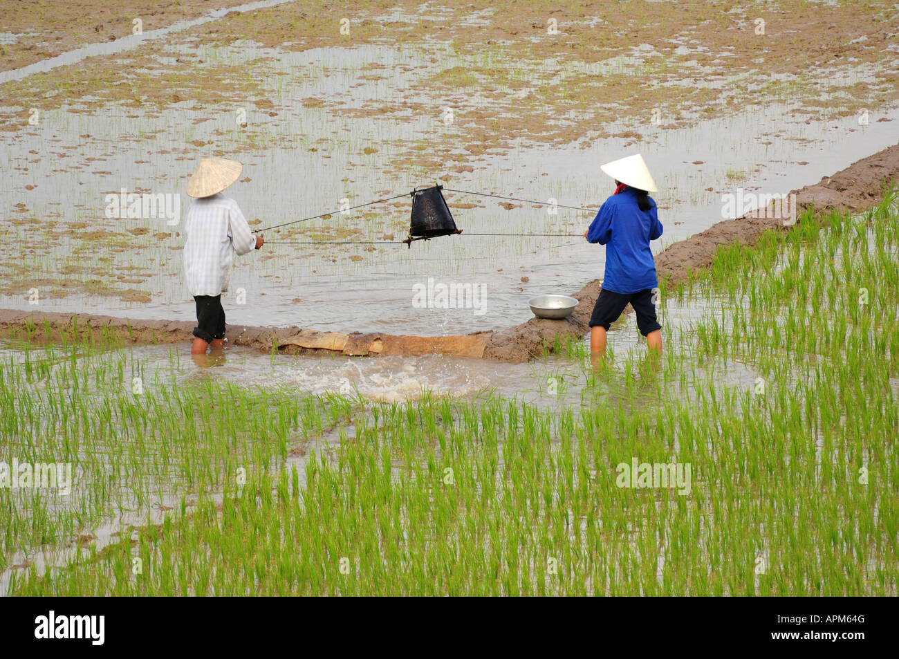 Worker Irrigating Rice in the Paddy Fields, Vietnam Stock Photo - Alamy