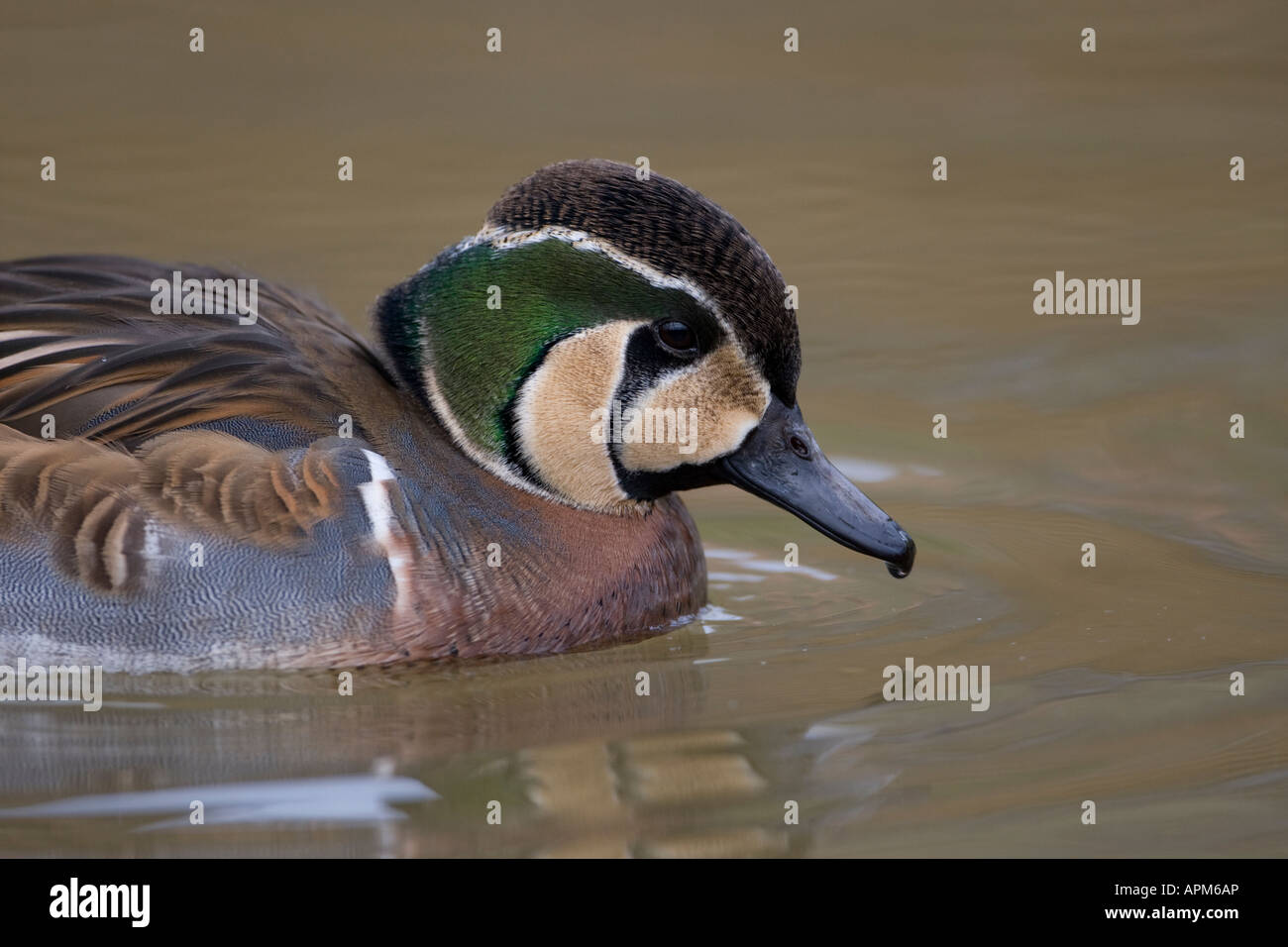 Baikal teal hi-res stock photography and images - Alamy