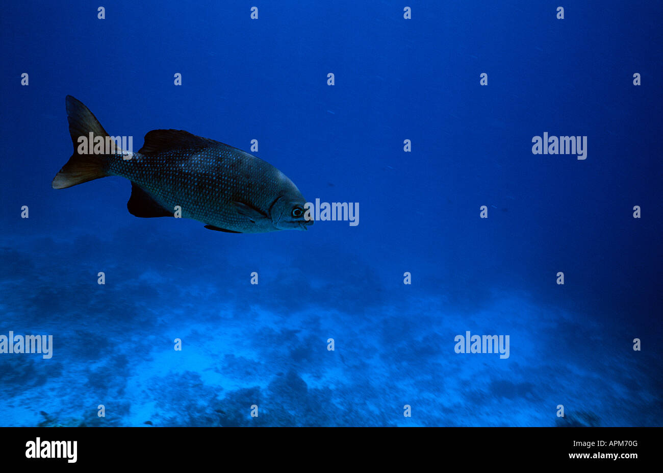 Swimming fish in blue water, Maldives Stock Photo - Alamy