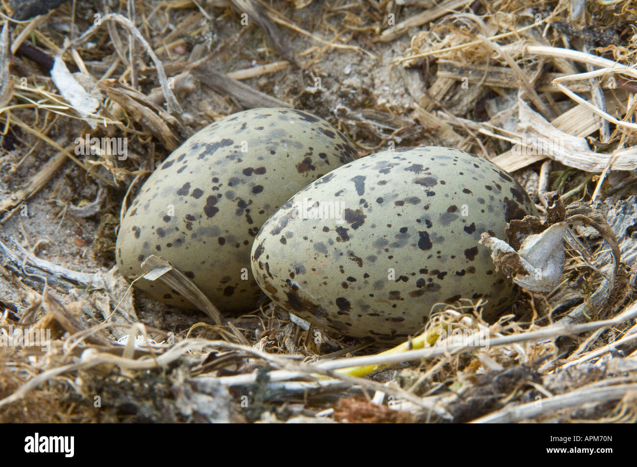 Dolphin Gull Leucophaeus scoresbii nest with eggs Shedder Pond shore ...
