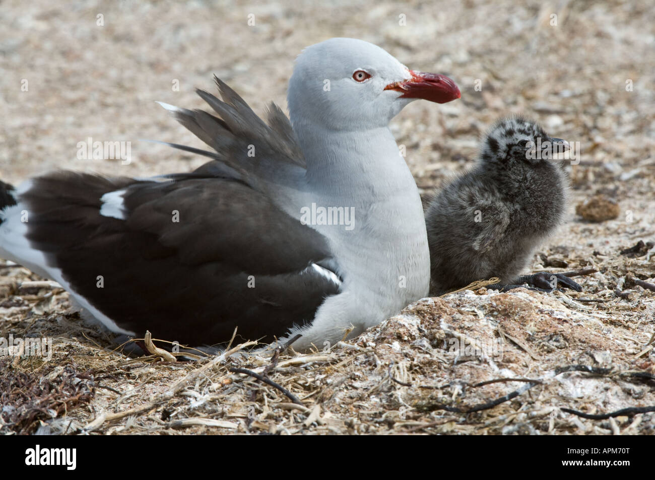 Dolphin Gull Leucophaeus scoresbii adult at nest with chick Shedder ...