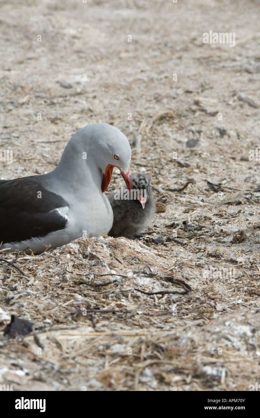 Dolphin Gull Leucophaeus scoresbii adult at nest with chick Shedder ...
