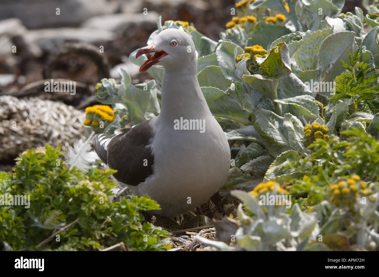 Dolphin Gull Leucophaeus scoresbii adult at nest with eggs amongst ...