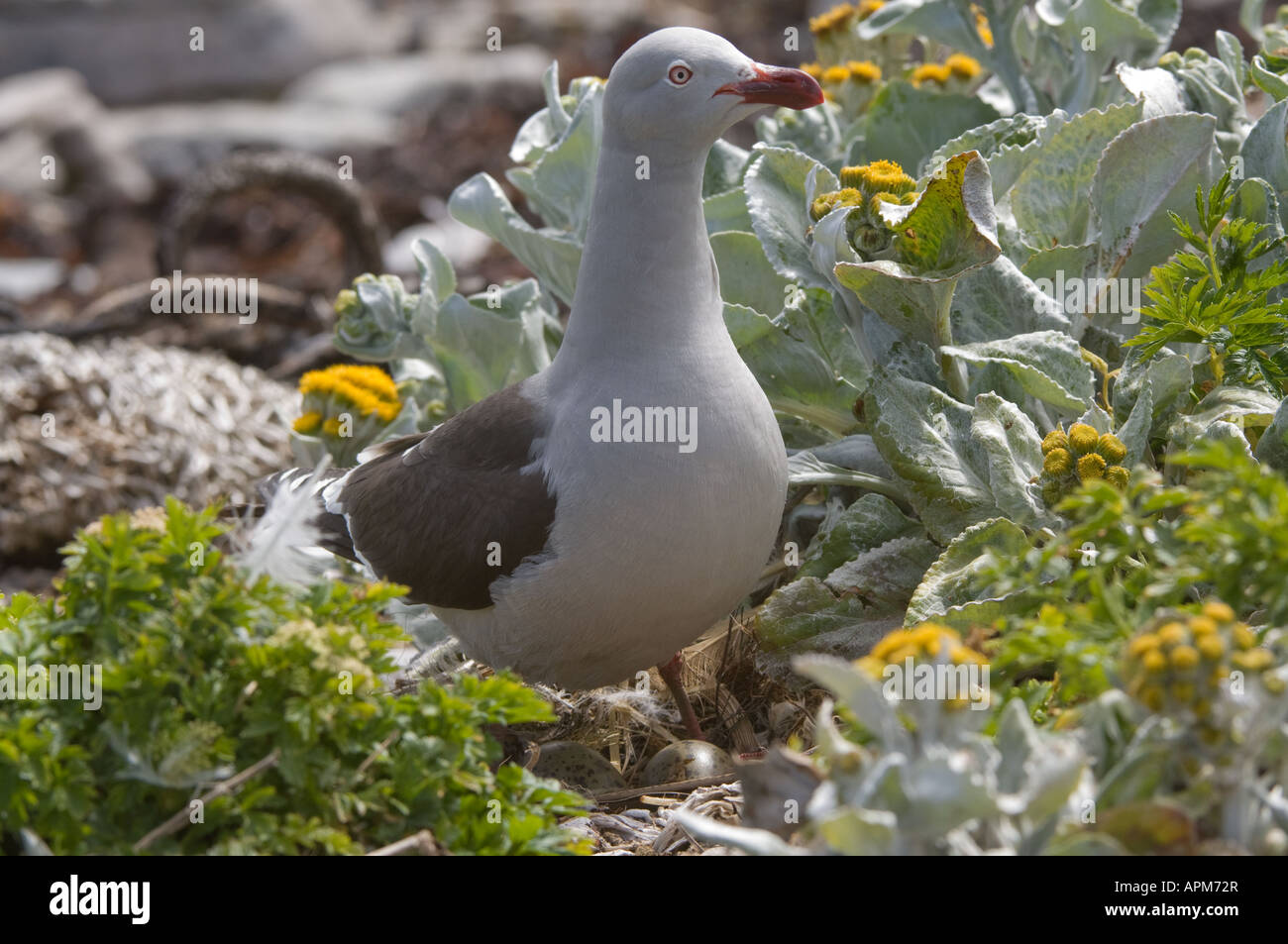 Dolphin Gull (Leucophaeus scoresbii) adult at nest with eggs amongst ...
