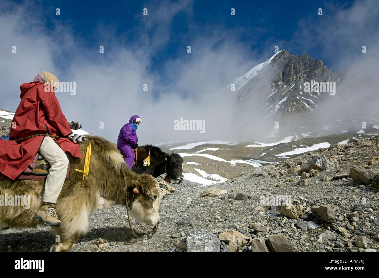 Yak carrying load hi-res stock photography and images - Alamy