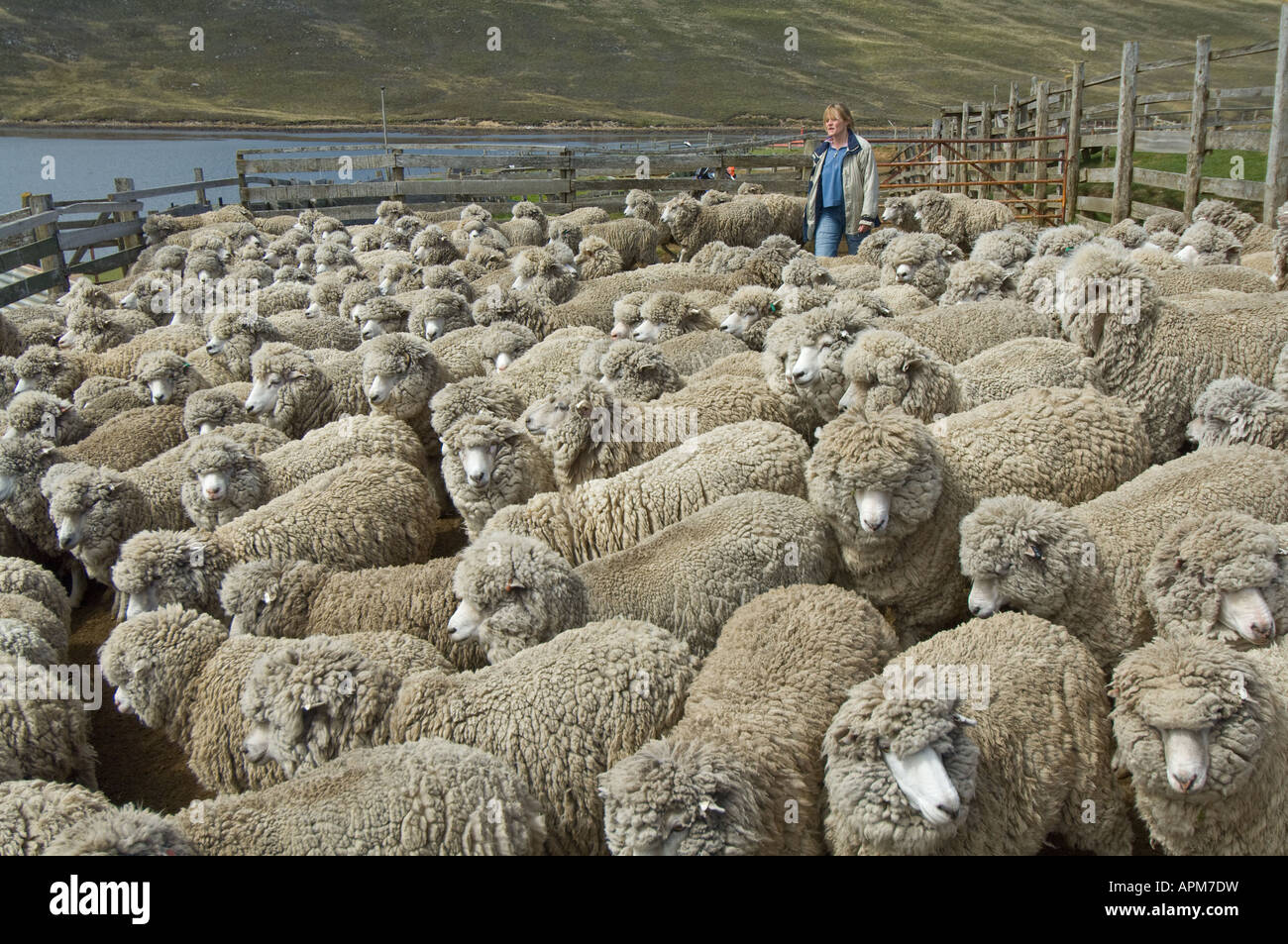 Carradale Sheep Ovis aries is rounded up for shearing Port Howard West ...