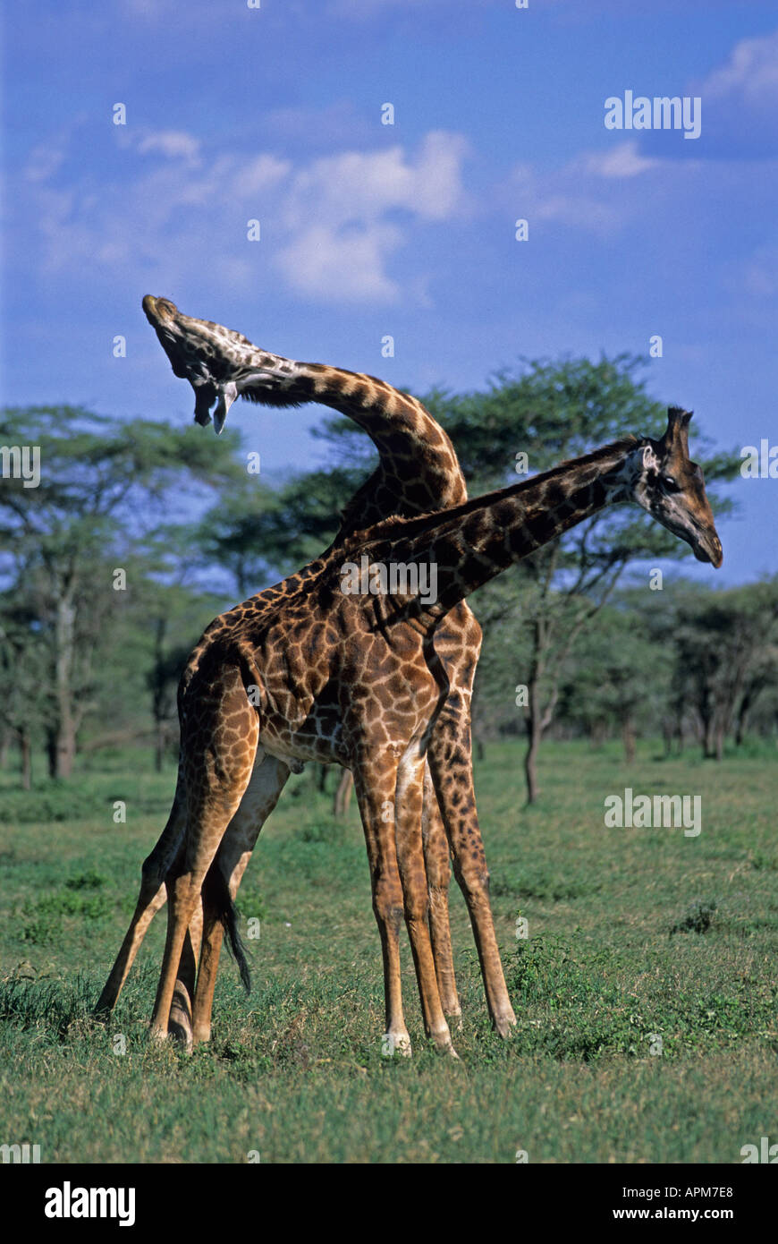 Giraffe neck fight hi-res stock photography and images - Alamy