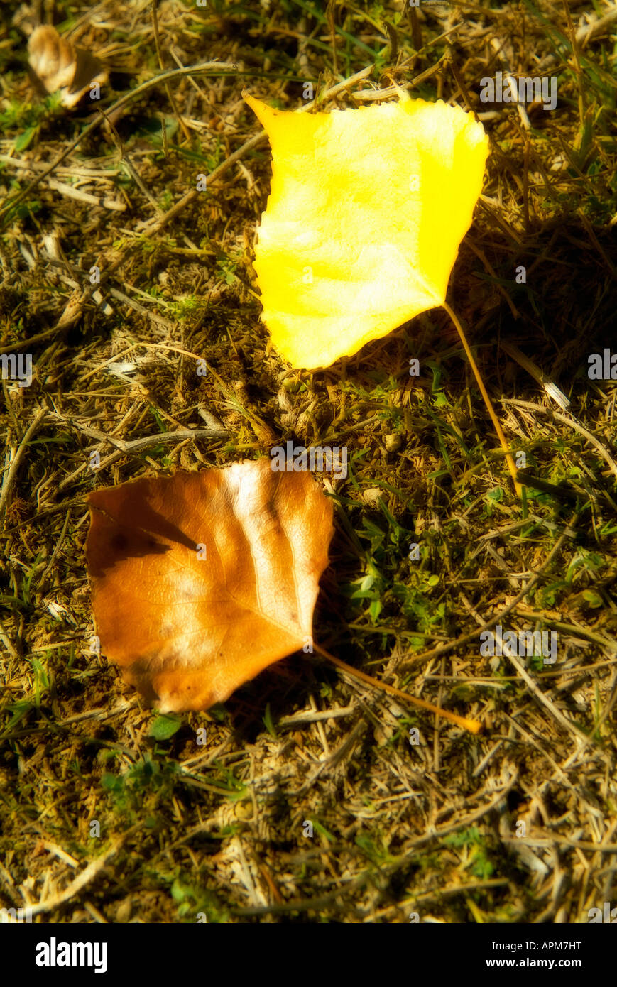 Autumn leaves (Populus tree leaves) on the ground. Gudar - Javalambre ...