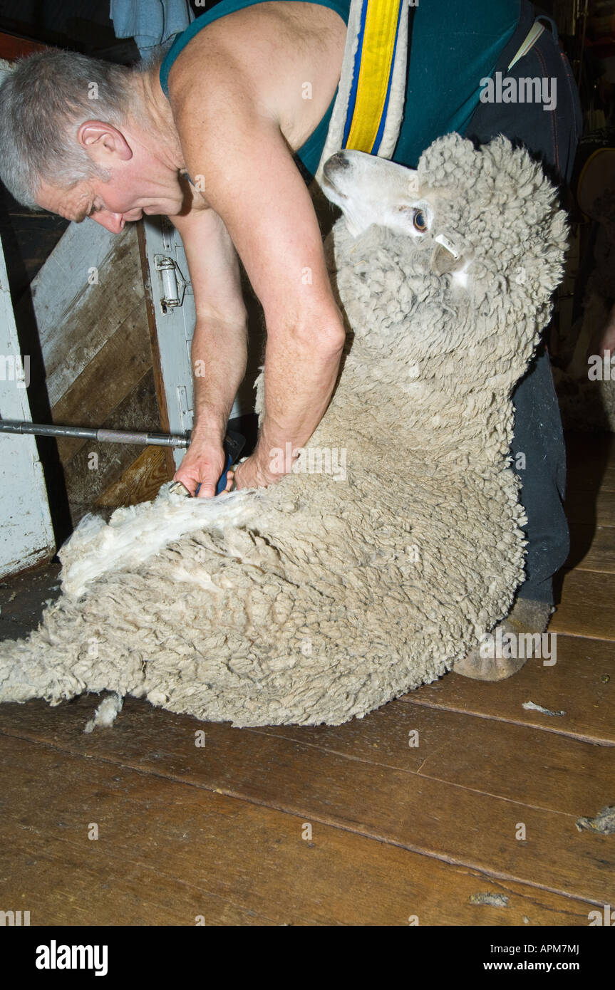Carradale sheep hi-res stock photography and images - Alamy