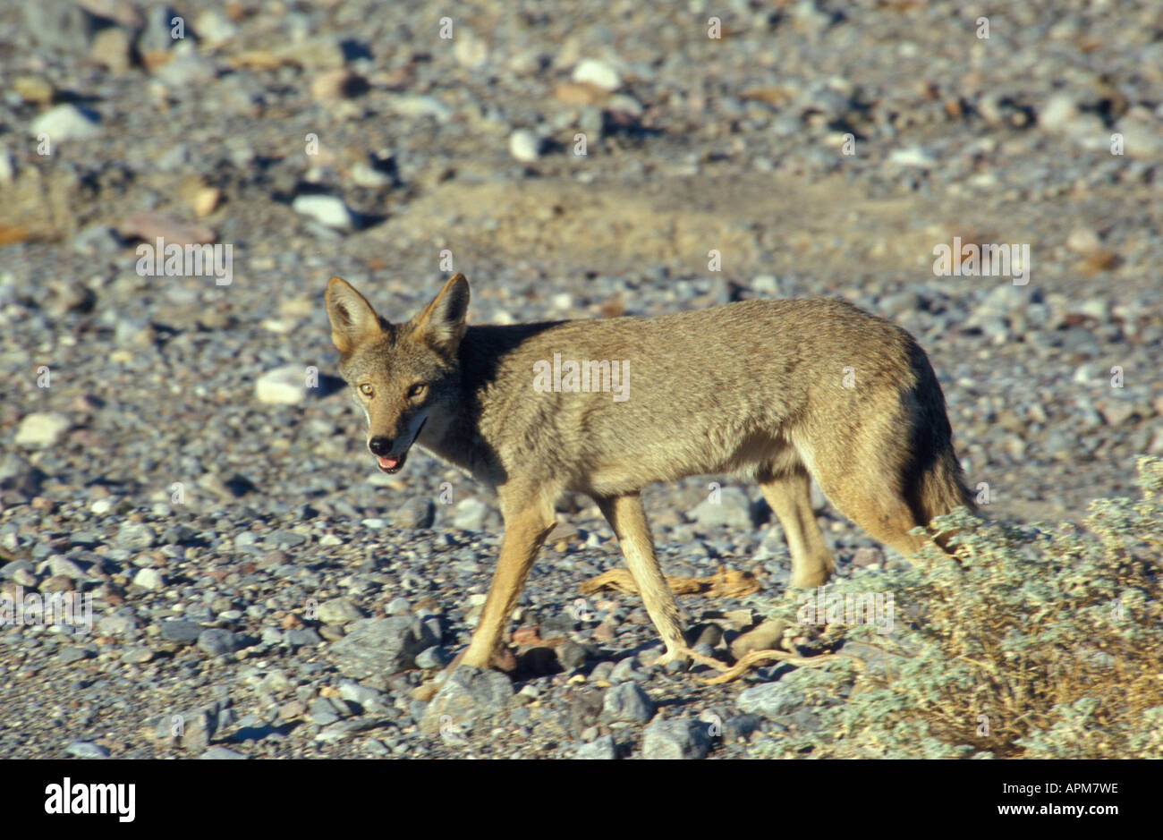 Animals of nevada hi-res stock photography and images - Alamy