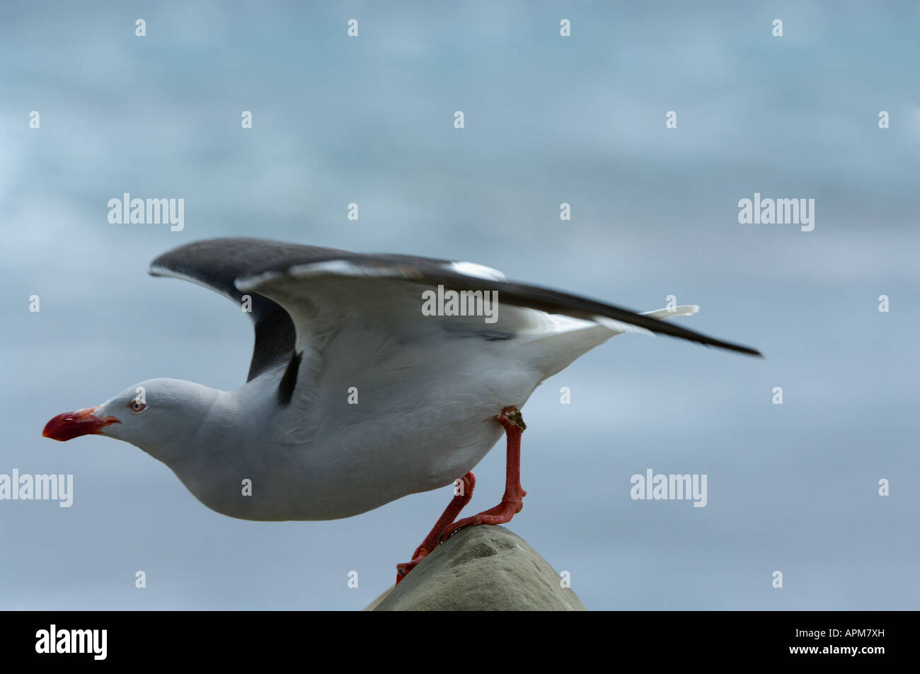Dolphin Gull Leucophaeus scoresbii adult taking off Shedder Pond shore ...