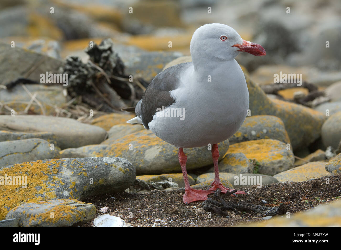 Dolphin Gull Leucophaeus scoresbii standing amongst lichen covered ...