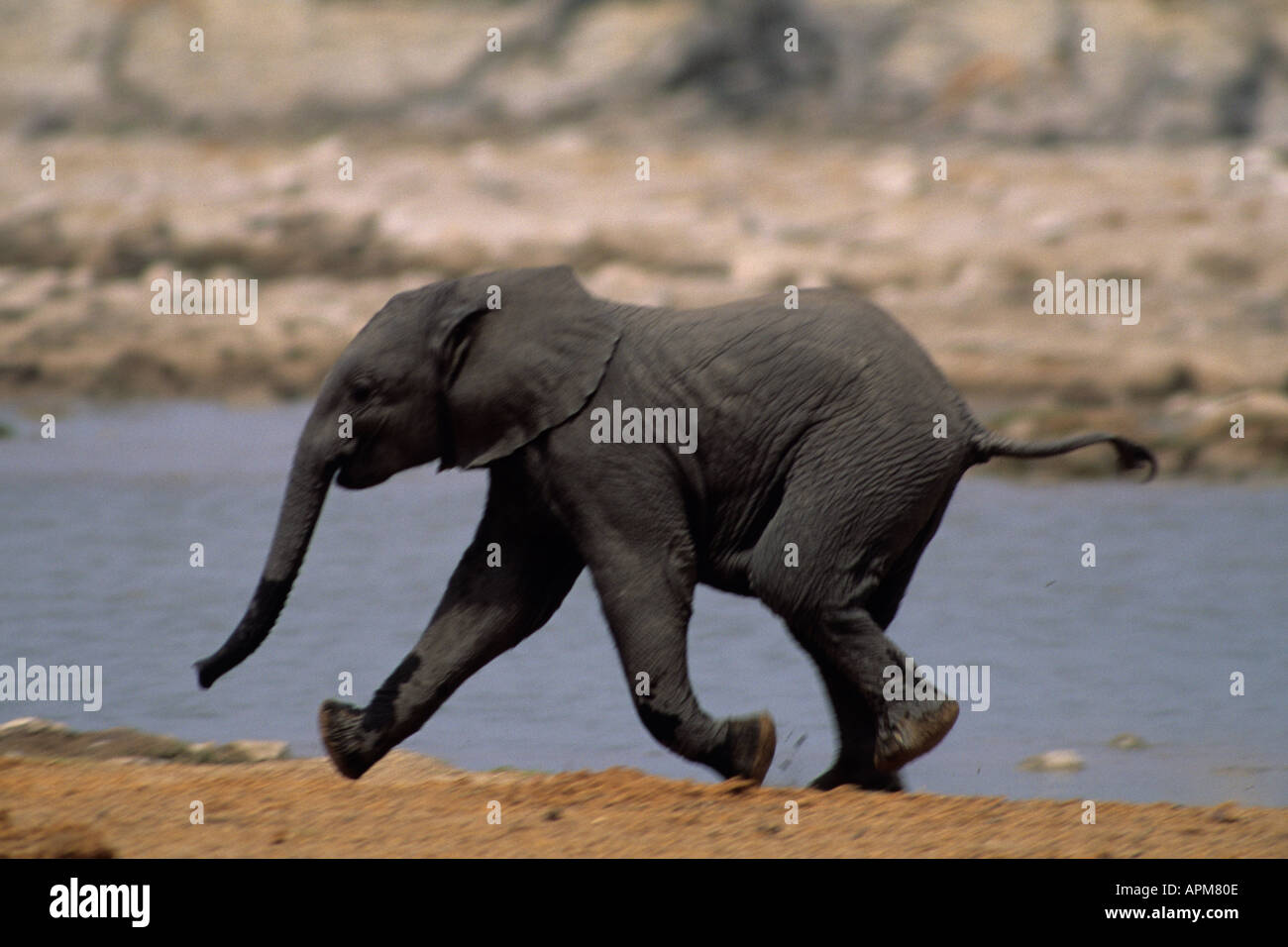 AFRICAN ELEPHANT (Loxodonta africanus) Young calf running SAMBURU ...
